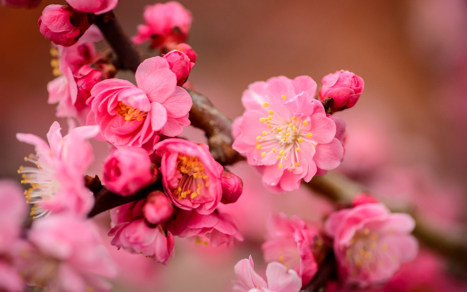 Plum Blossoms at Bairin Park in Gifu - GaijinPot