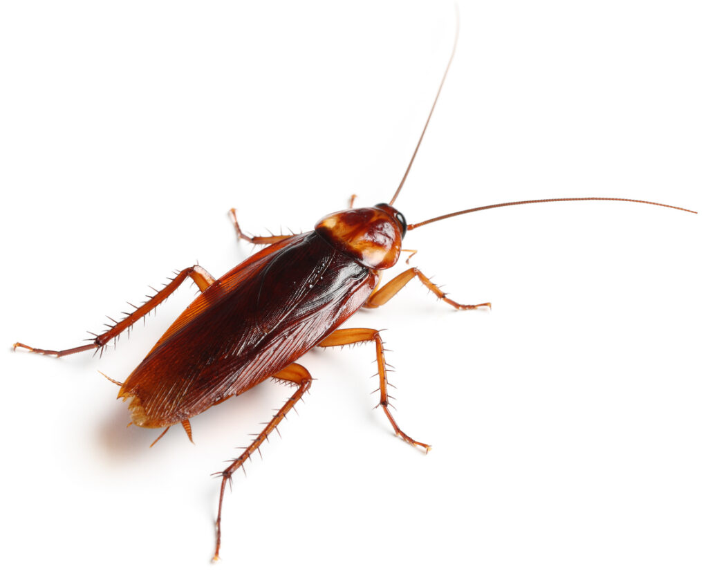 Common Bugs in Japan and How to Get Rid of Them - GaijinPot