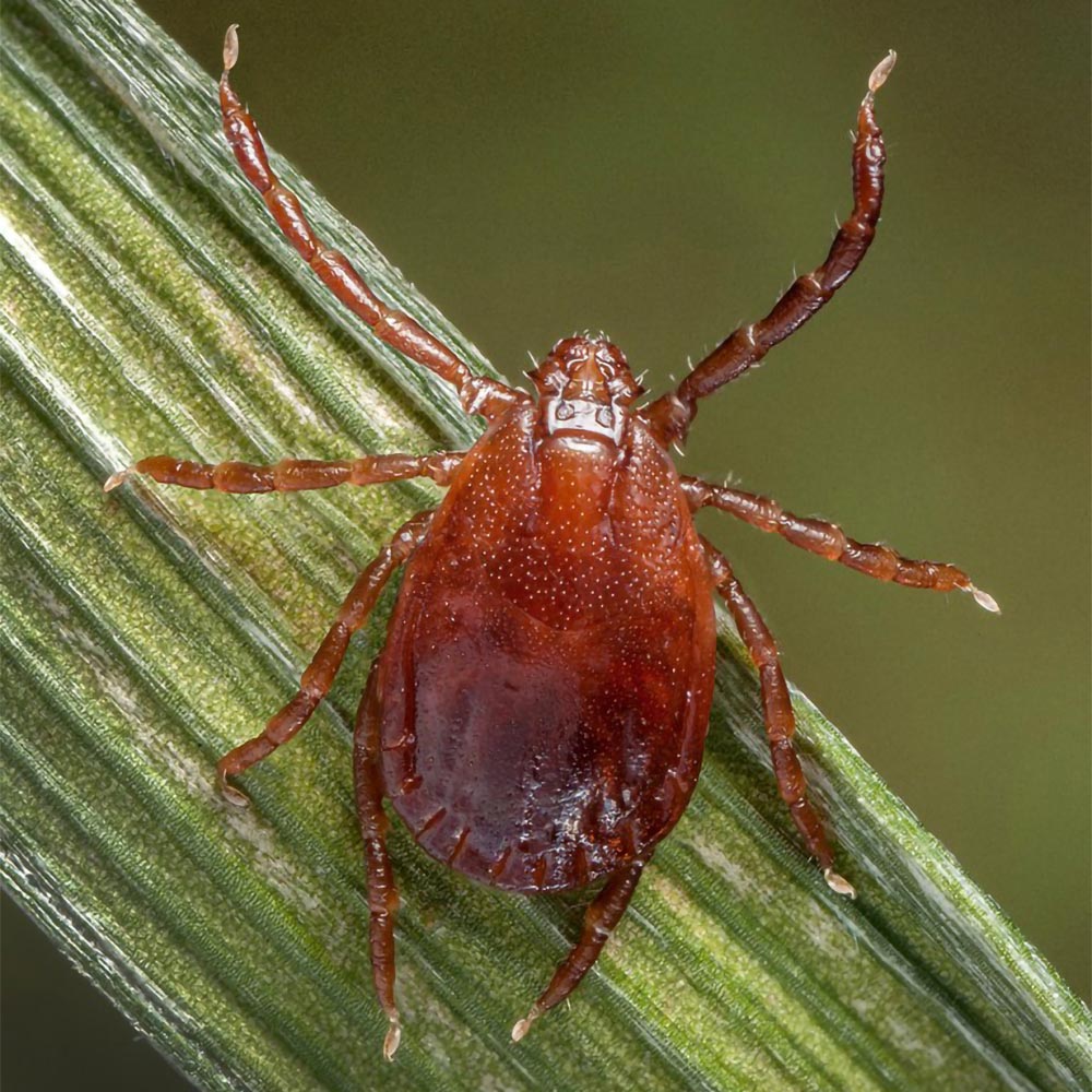 8 Deadly Animals Living in Japan - GaijinPot