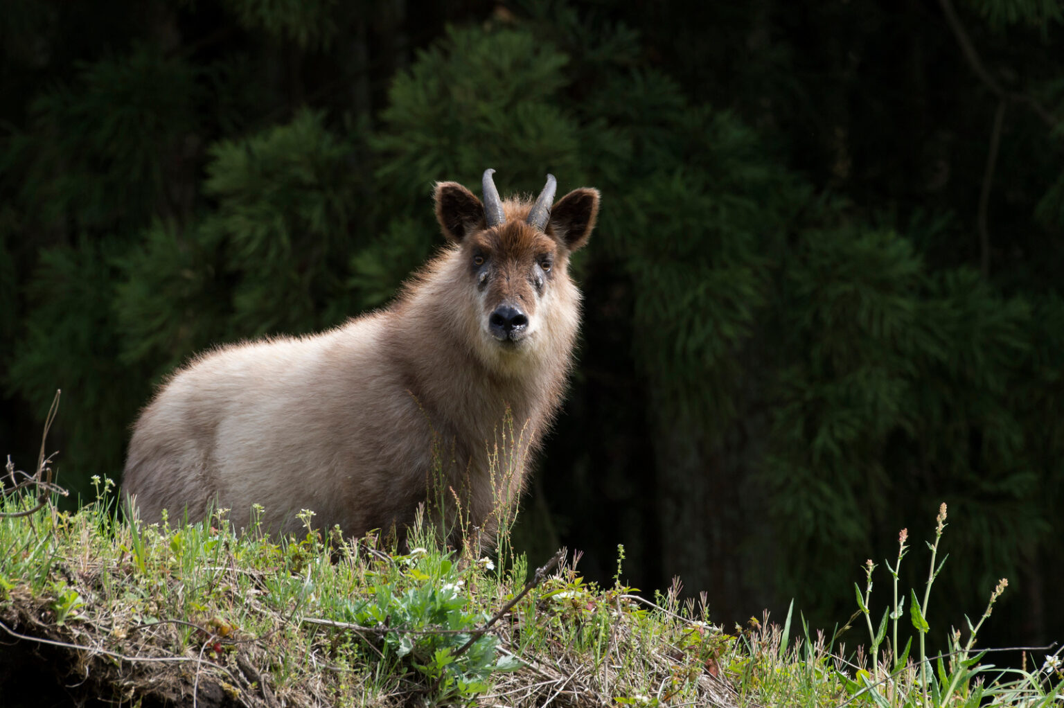 5 Animals Found Only In Japan and Where to See Them - GaijinPot