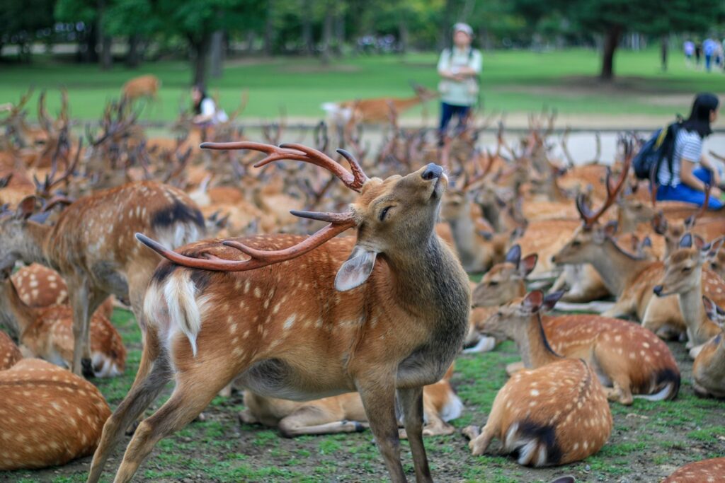 What is The Nara Deer Antler-Cutting Ceremony? - GaijinPot