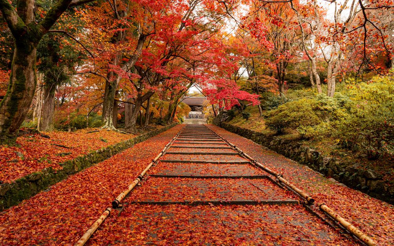 Is Fall the Best Time to Visit Japan? - GaijinPot