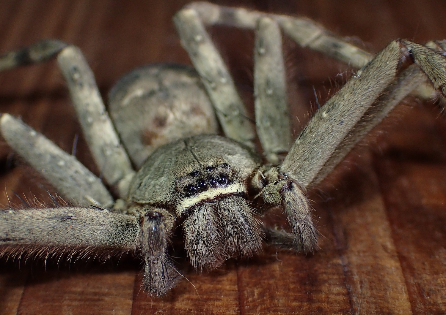 Ashidakagumo: The Giant Japanese Spider Hiding in Your House - GaijinPot