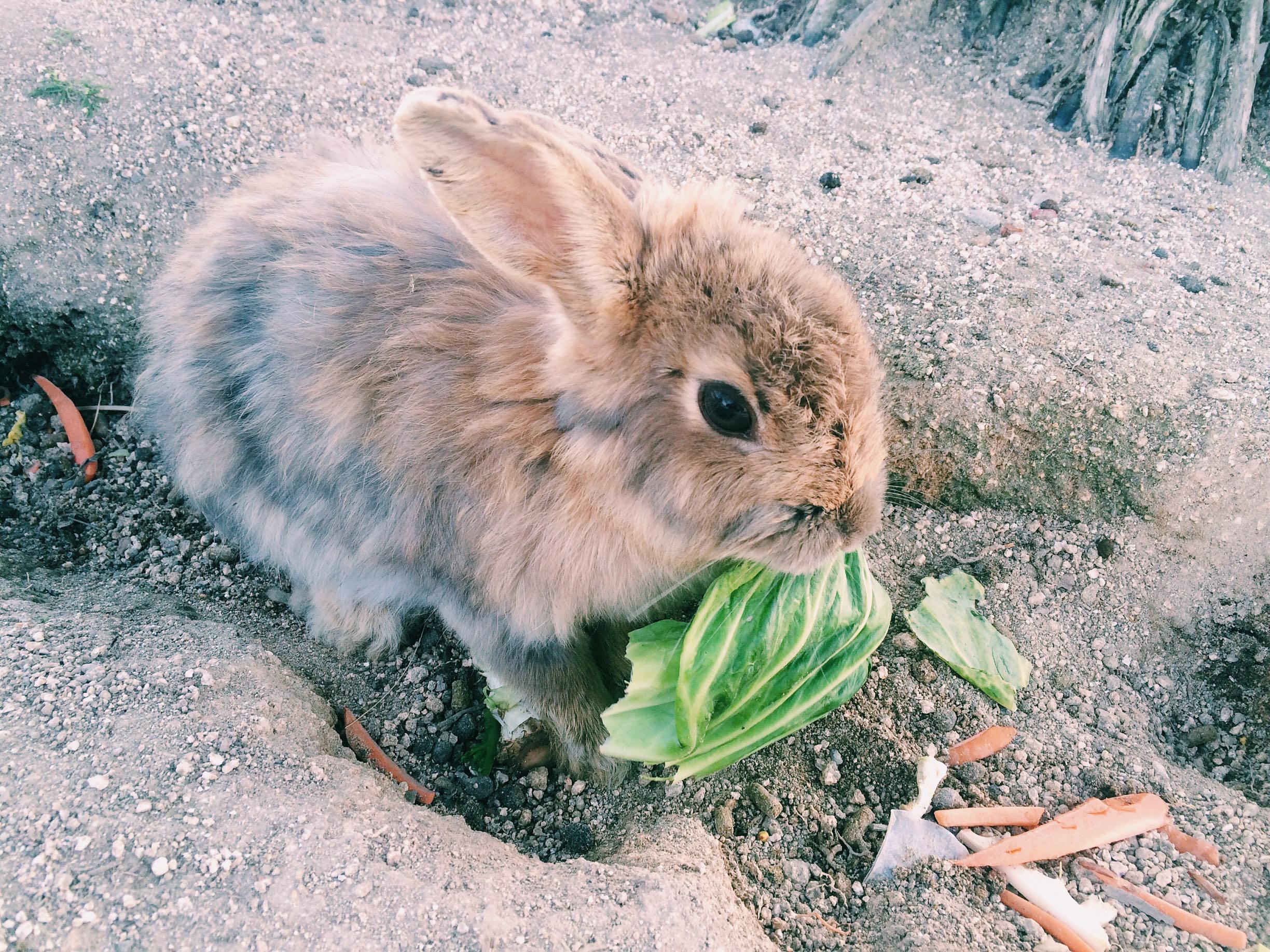 Okunoshima - GaijinPot Travel