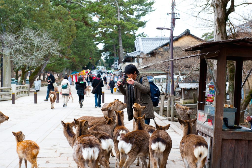 Nara Park - GaijinPot Travel