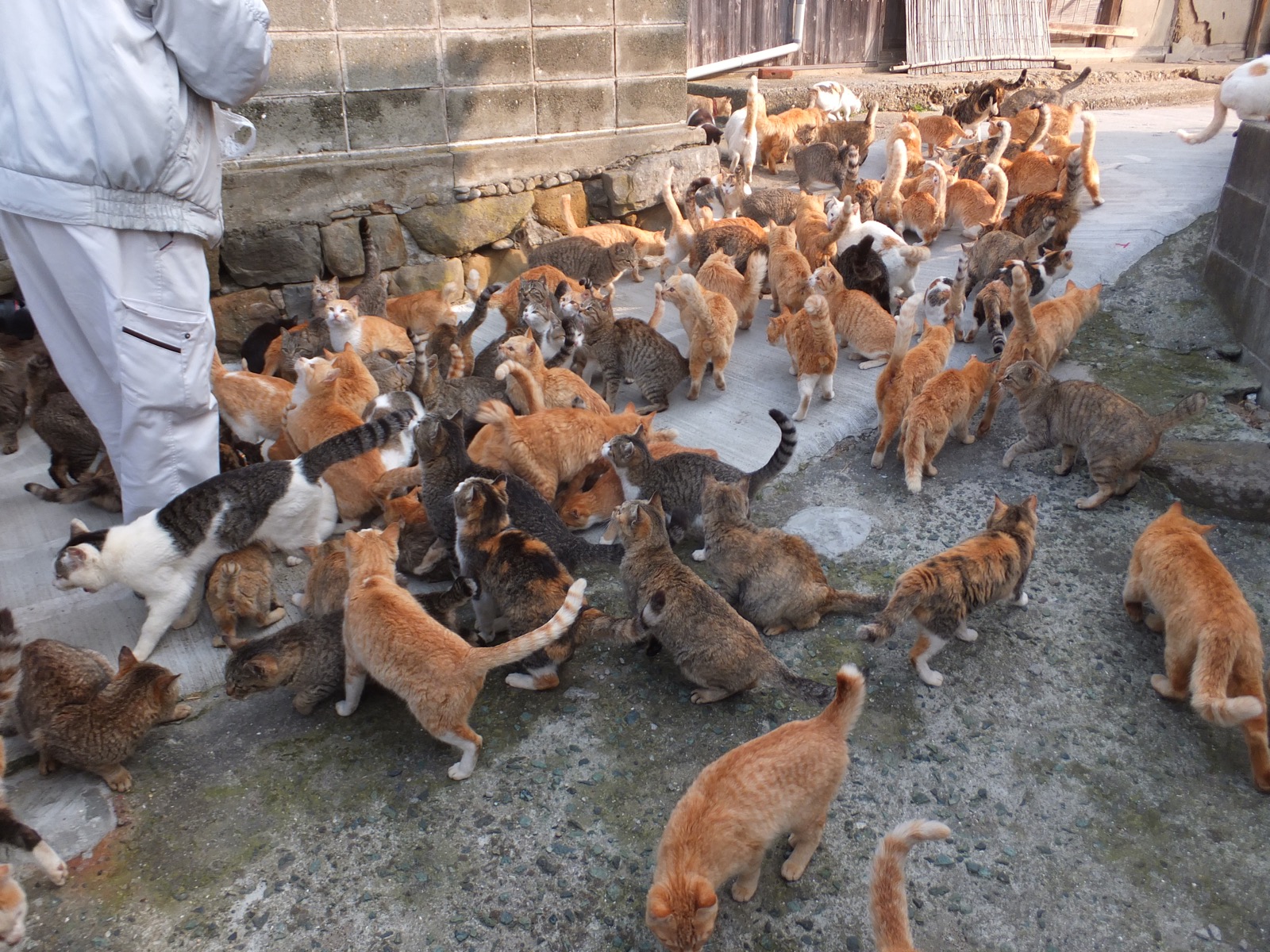 Aoshima (Cat island) - GaijinPot Travel