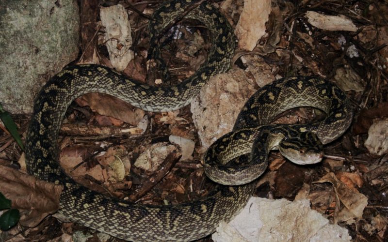 Habu Encounter at Okinawa World - GaijinPot Travel